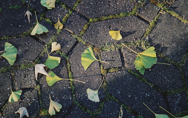 Contact - LEAPH Lab @ VT