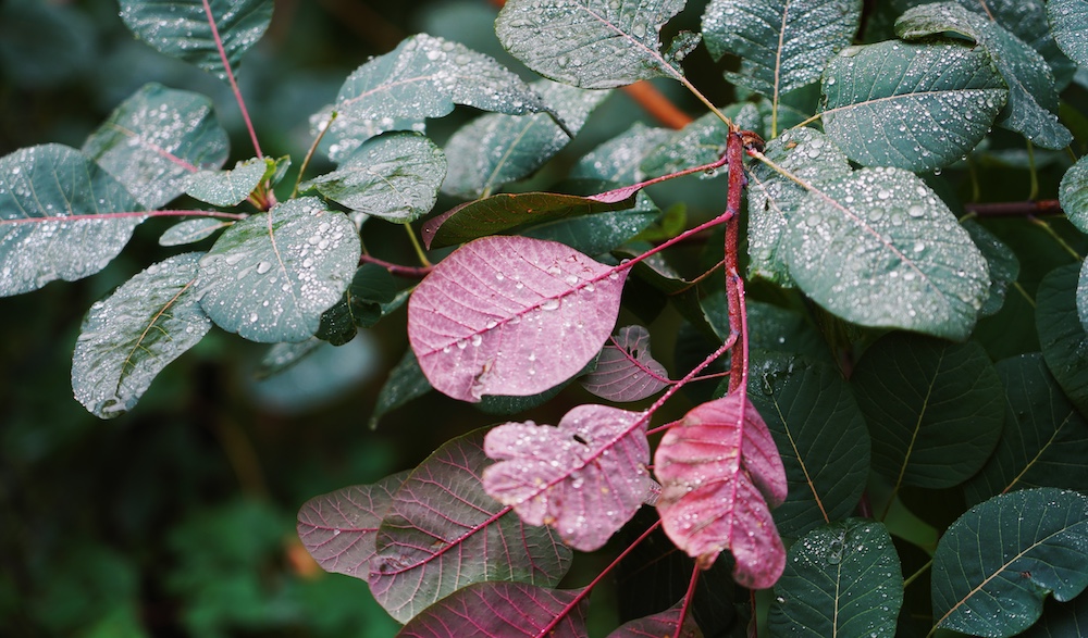 Join - LEAPH Lab @ VT